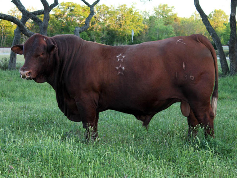 Proven Herd Sires - Red Doc Farm