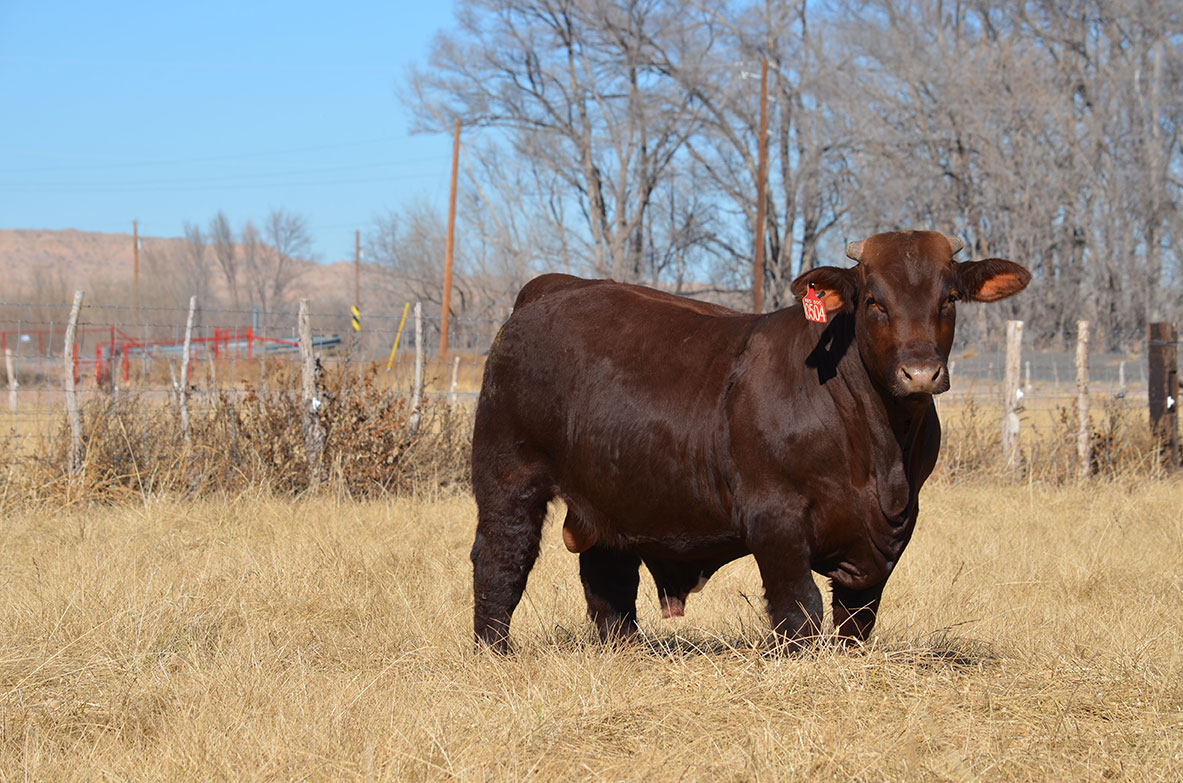 Red Hot Bull Sale - Red Doc Farm
